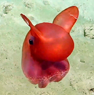 Dr Edward Cheuk - Doctor - University Medical Centre - UWA - Book ...